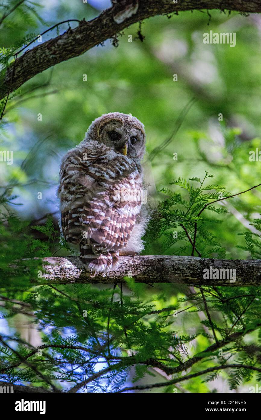 Barred owl in tree hi-res stock photography and images - Alamy