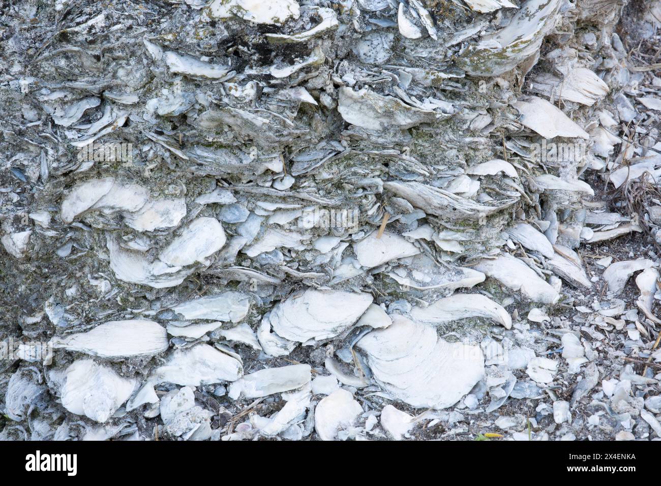 USA, Georgia, Darien. Tabby ruins made with oyster shells Stock Photo ...