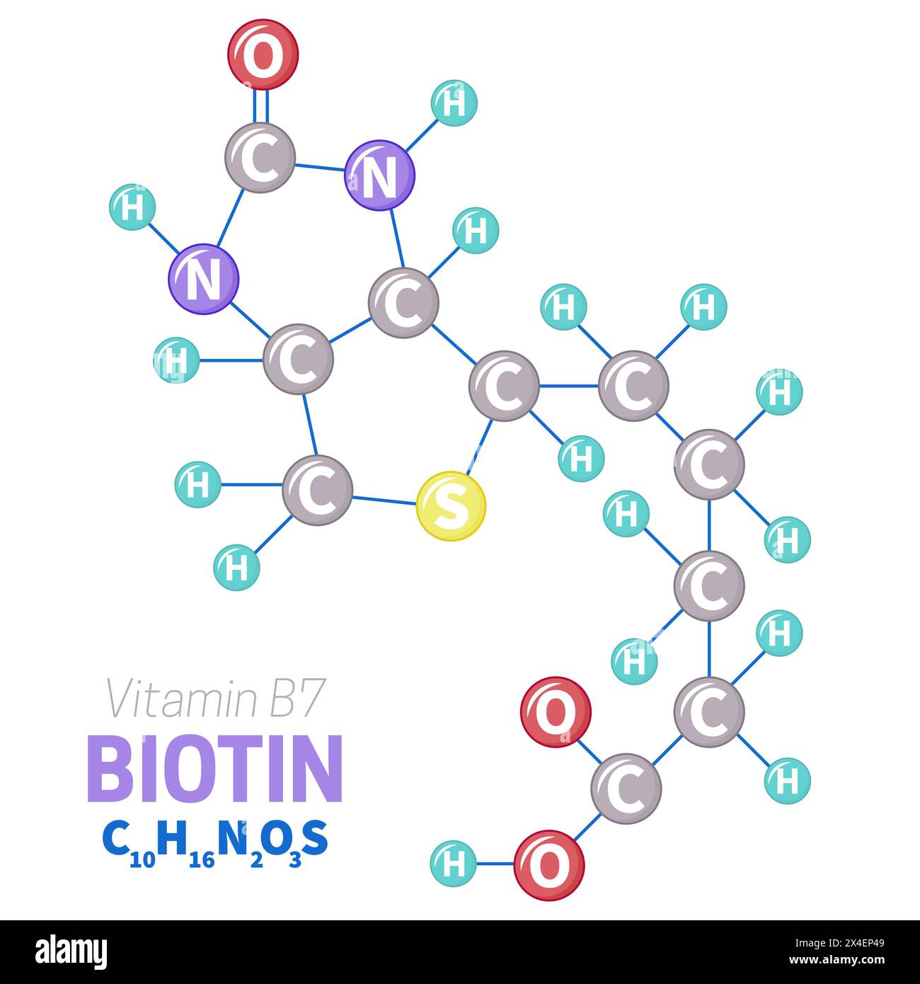 Vitamin b7 molecular model of biotin Stock Vector Images - Alamy