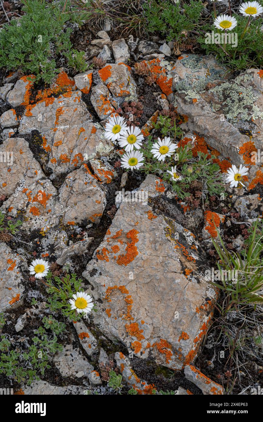 Big daisy hi-res stock photography and images - Alamy