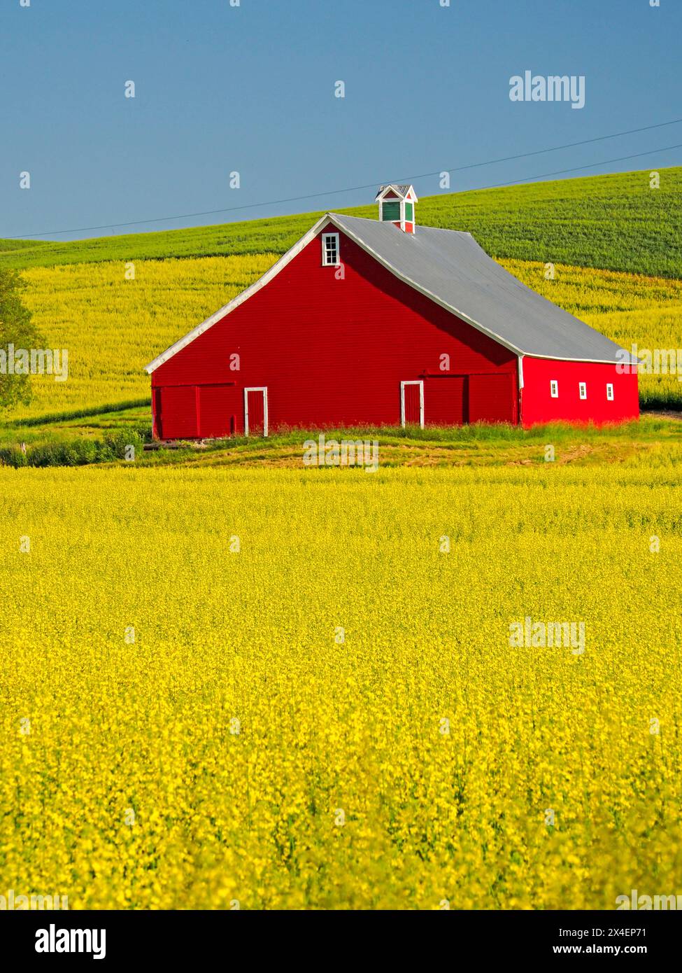 USA, Idaho, Palouse Region. Old red barn in fresh canola field ...