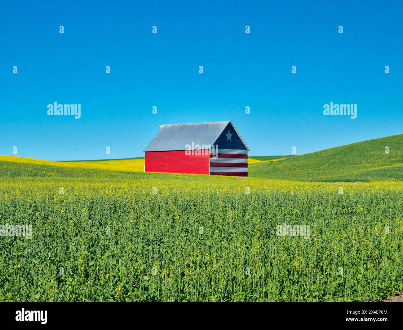 USA, Idaho, Palouse Region. Spring wheat and canola fields with barn ...