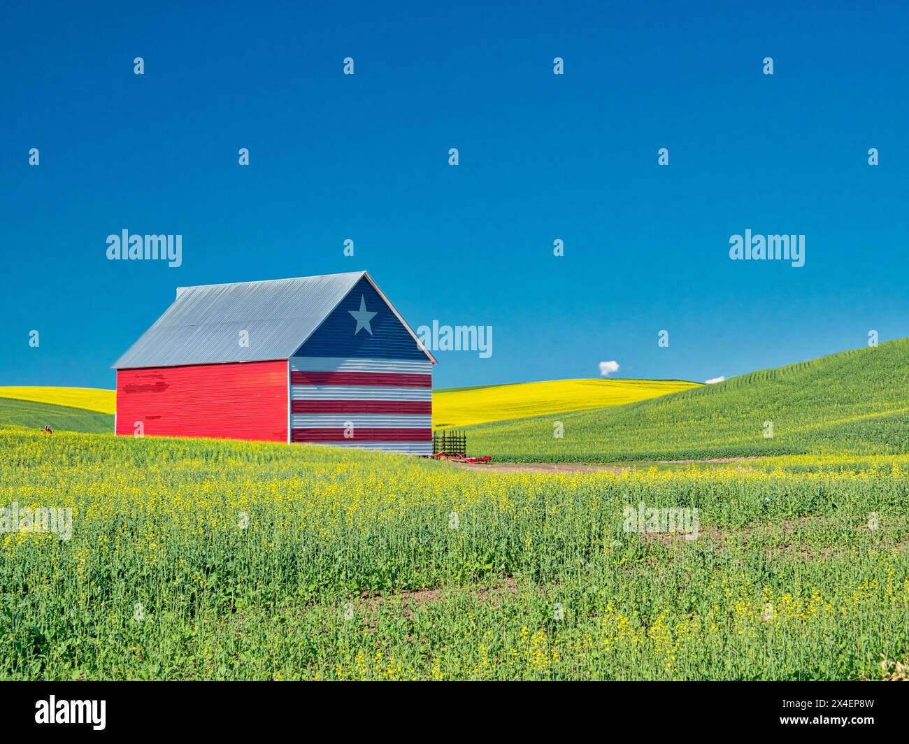USA, Idaho, Palouse Region. Spring wheat and canola fields with barn ...