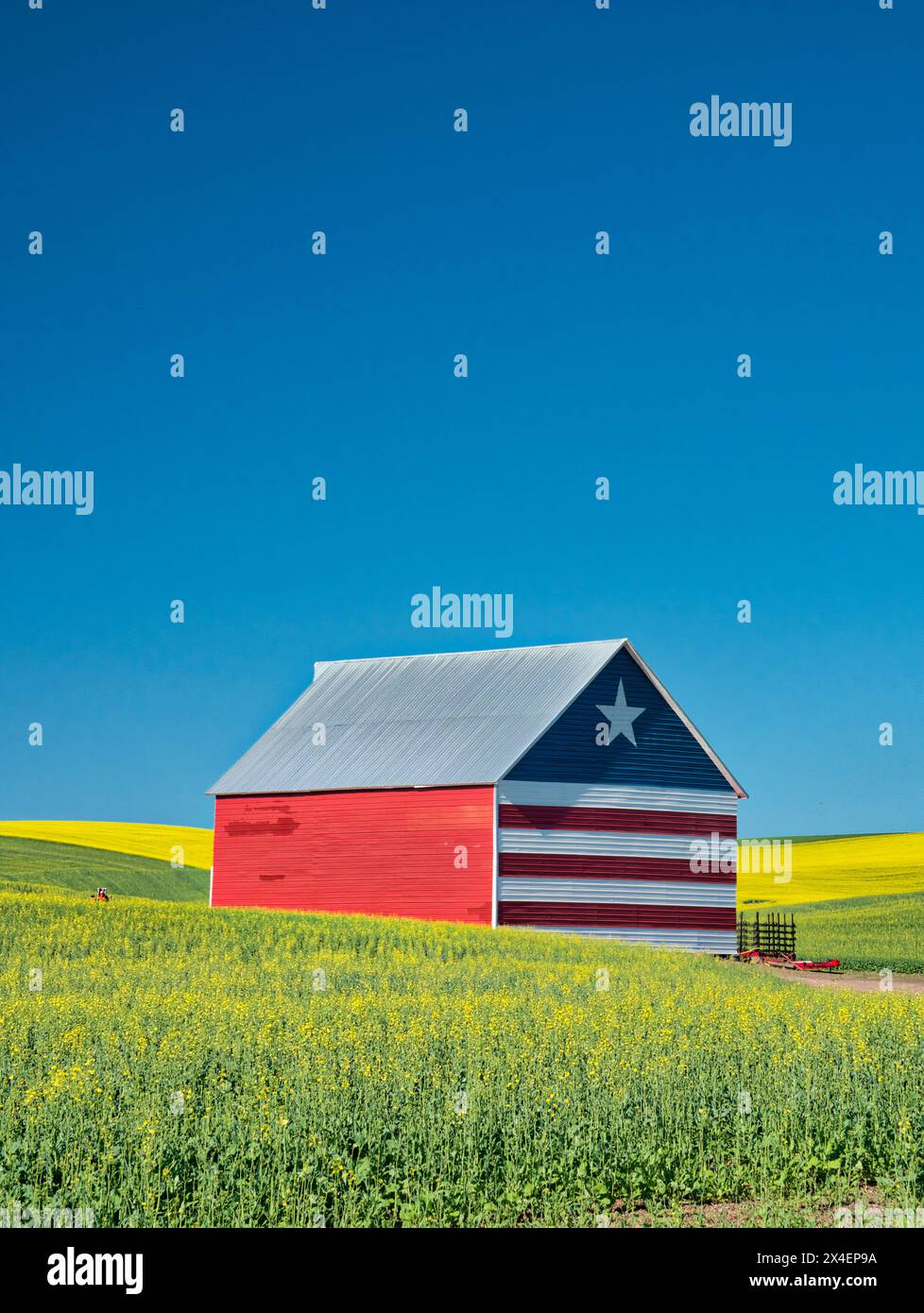 USA, Idaho, Palouse Region. Spring wheat and canola fields with barn ...