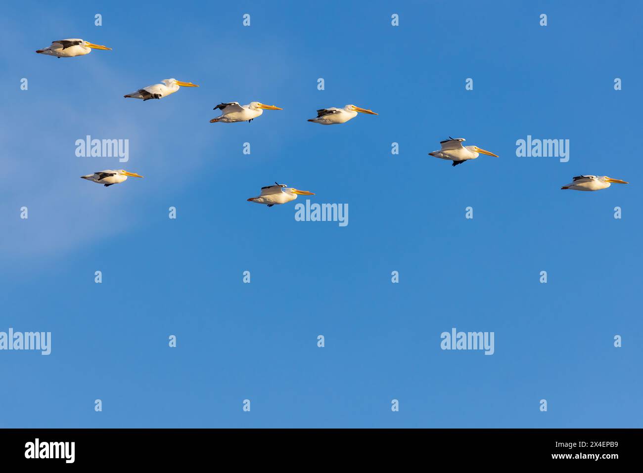 Pelicans in flight usa hi-res stock photography and images - Alamy