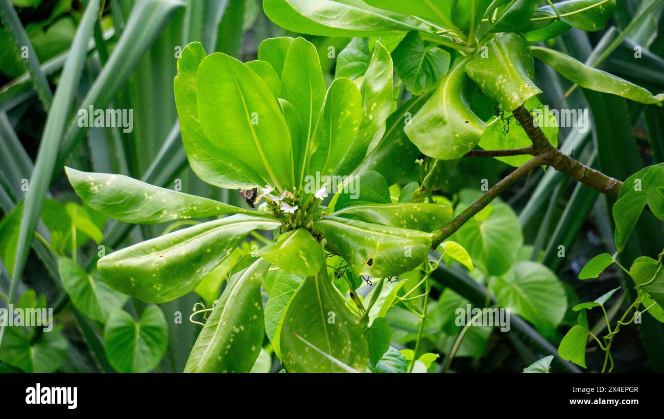 Scaevola taccada (gagabusan, kayu gabus, bunga separuh, beach cabbage ...
