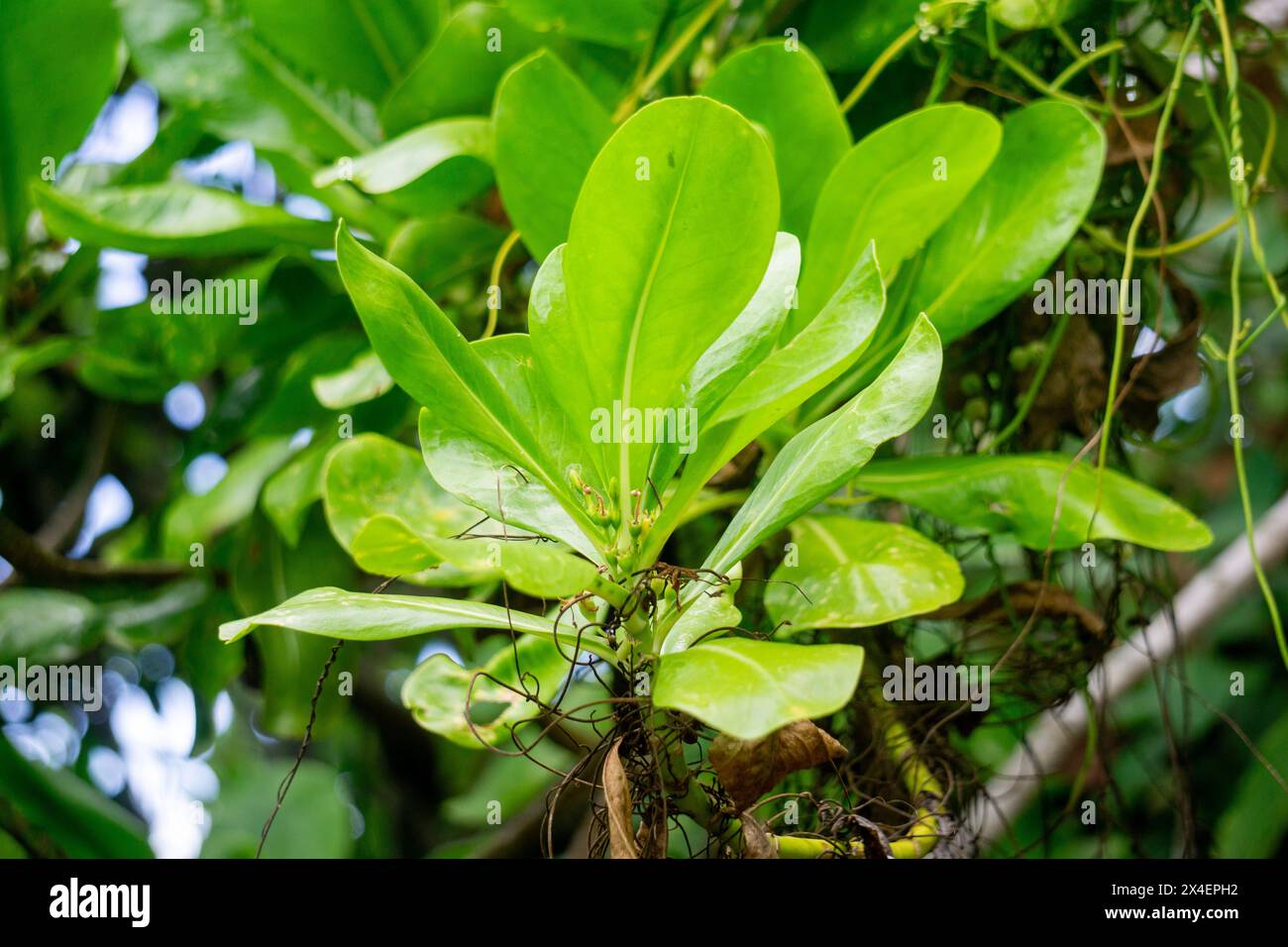 Scaevola taccada (gagabusan, kayu gabus, bunga separuh, beach cabbage ...