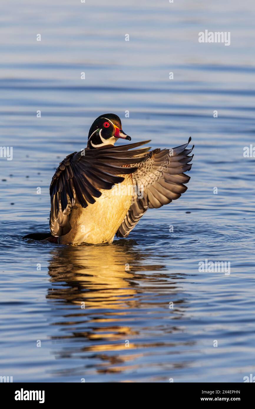 Wood Duck male in wetland flapping wings, Marion County, Illinois Stock ...