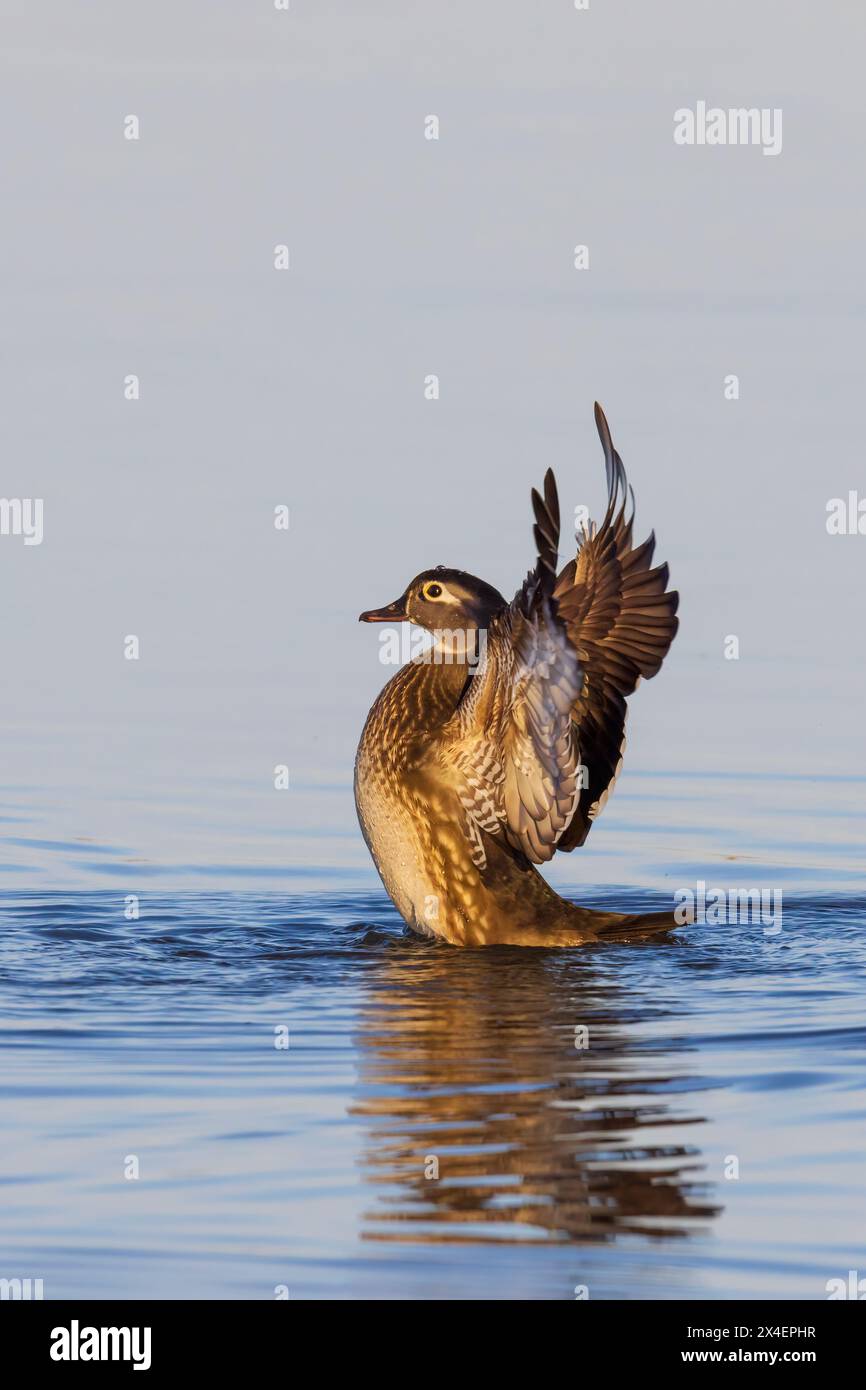 Wood Duck female in wetland flapping wings, Marion County, Illinois ...