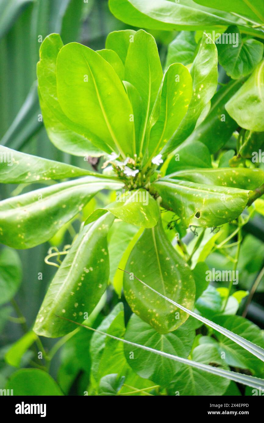 Scaevola taccada (gagabusan, kayu gabus, bunga separuh, beach cabbage ...