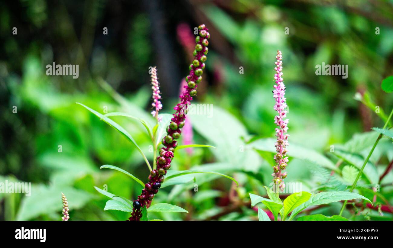 Phytolacca icosandra (button pokeweed, tropical pokeweed, twenty ...