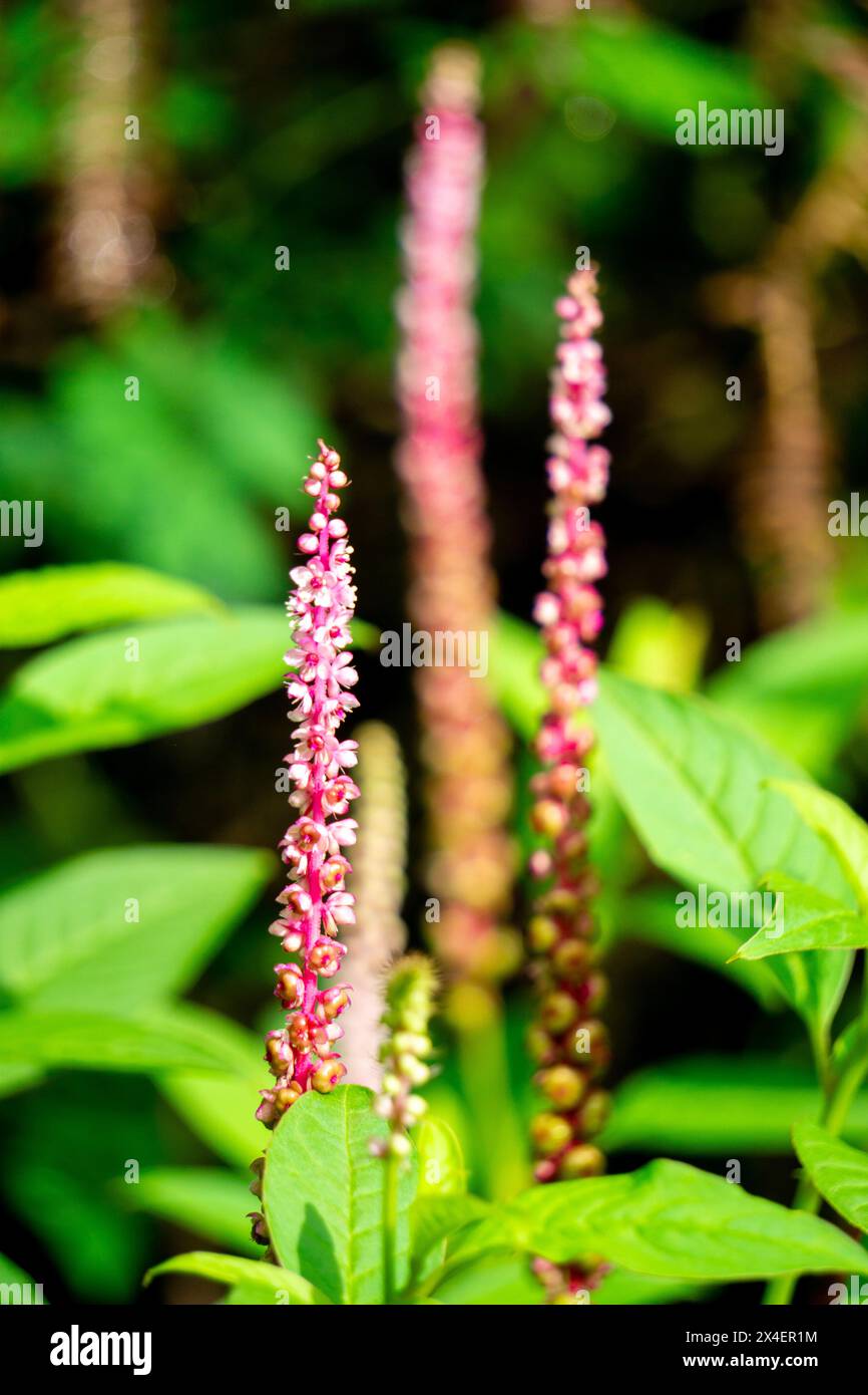 Phytolacca icosandra (button pokeweed, tropical pokeweed, twenty ...
