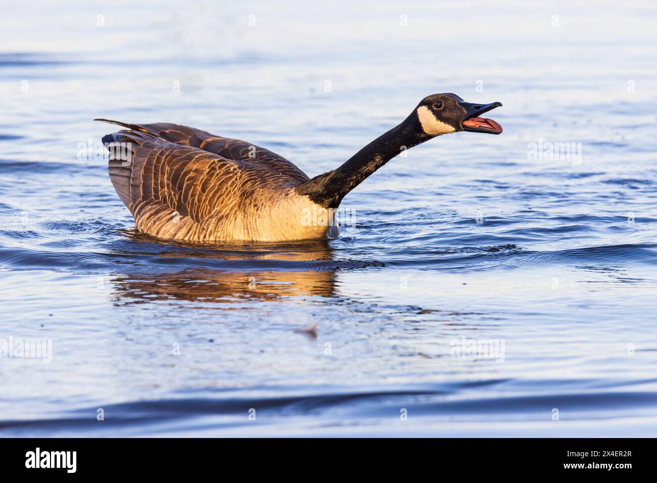 Canada Geese squawking in wetland, Marion County, Illinois Stock Photo ...