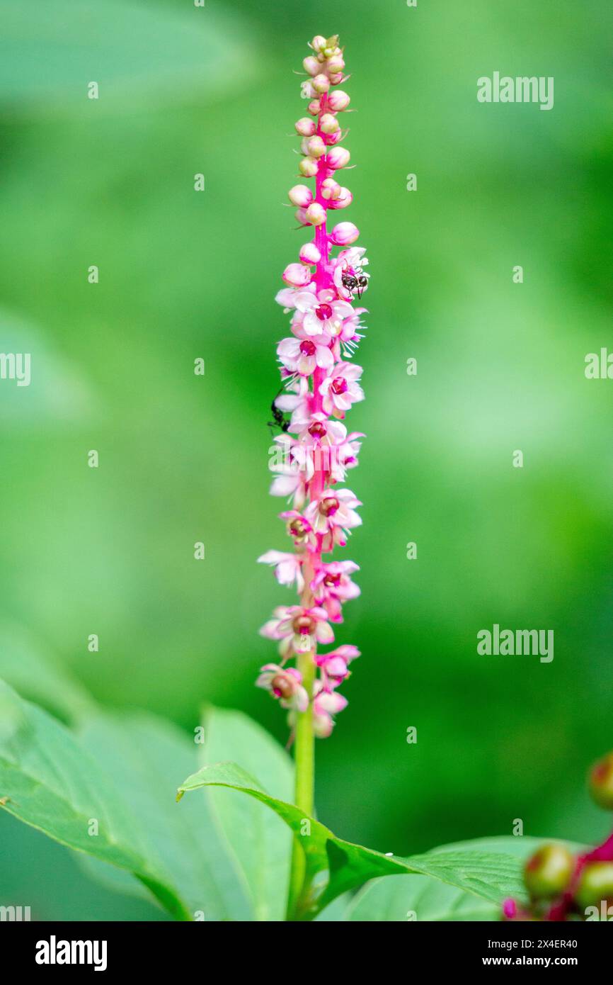 Phytolacca icosandra (button pokeweed, tropical pokeweed, twenty ...