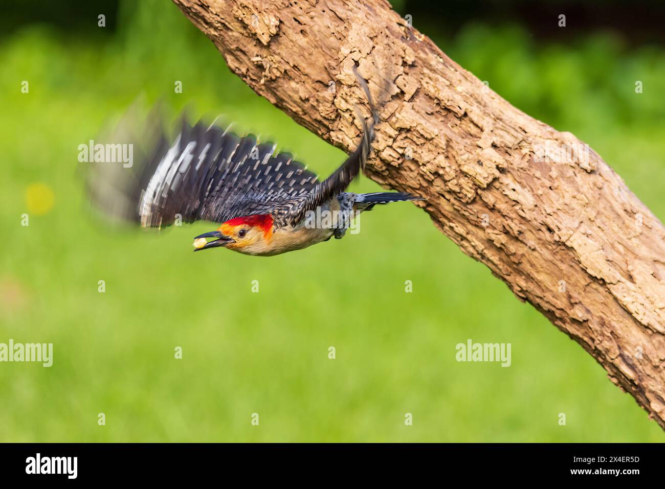 Red bellied woodpecker flying hi-res stock photography and images - Alamy
