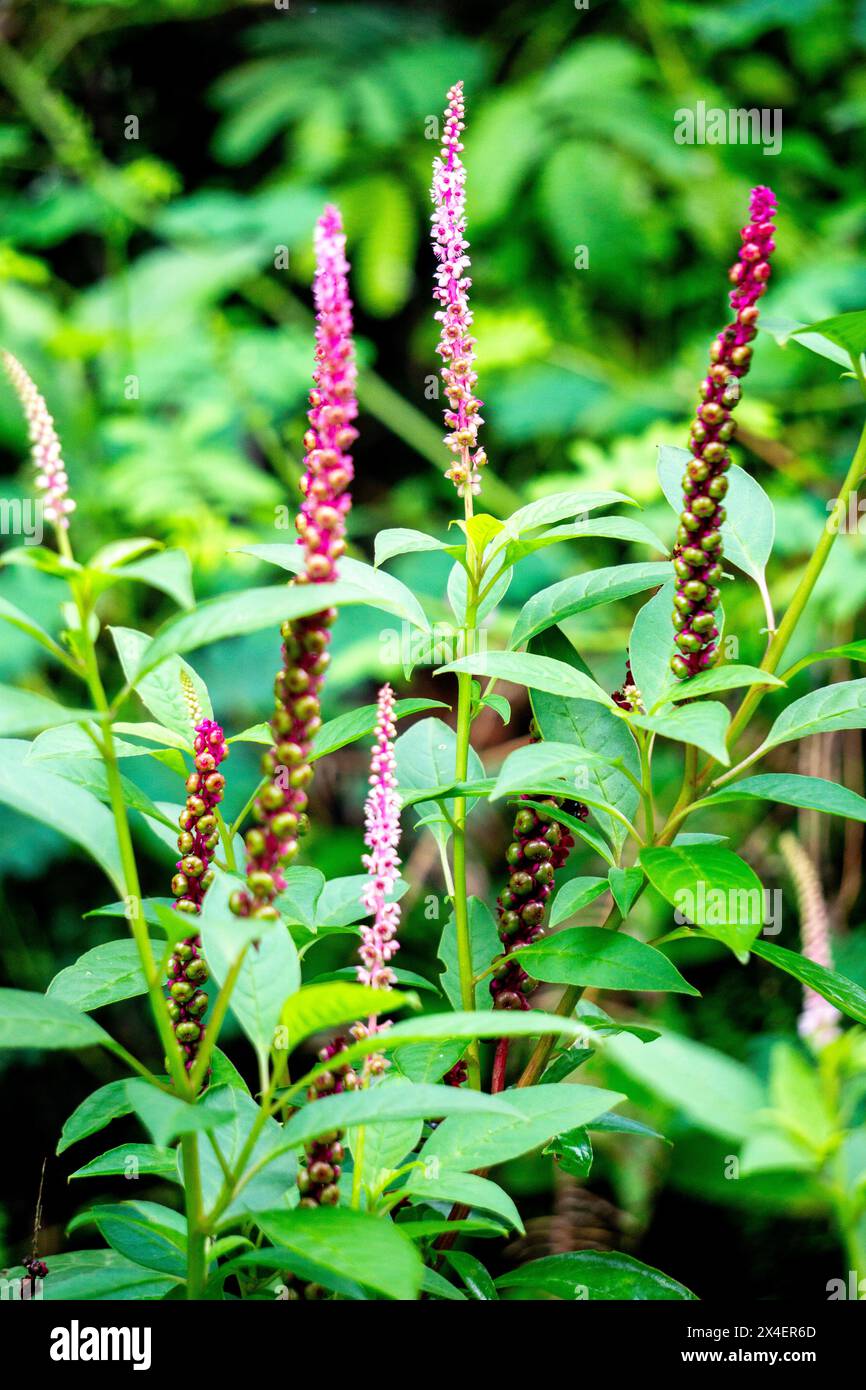 Phytolacca icosandra (button pokeweed, tropical pokeweed, twenty ...