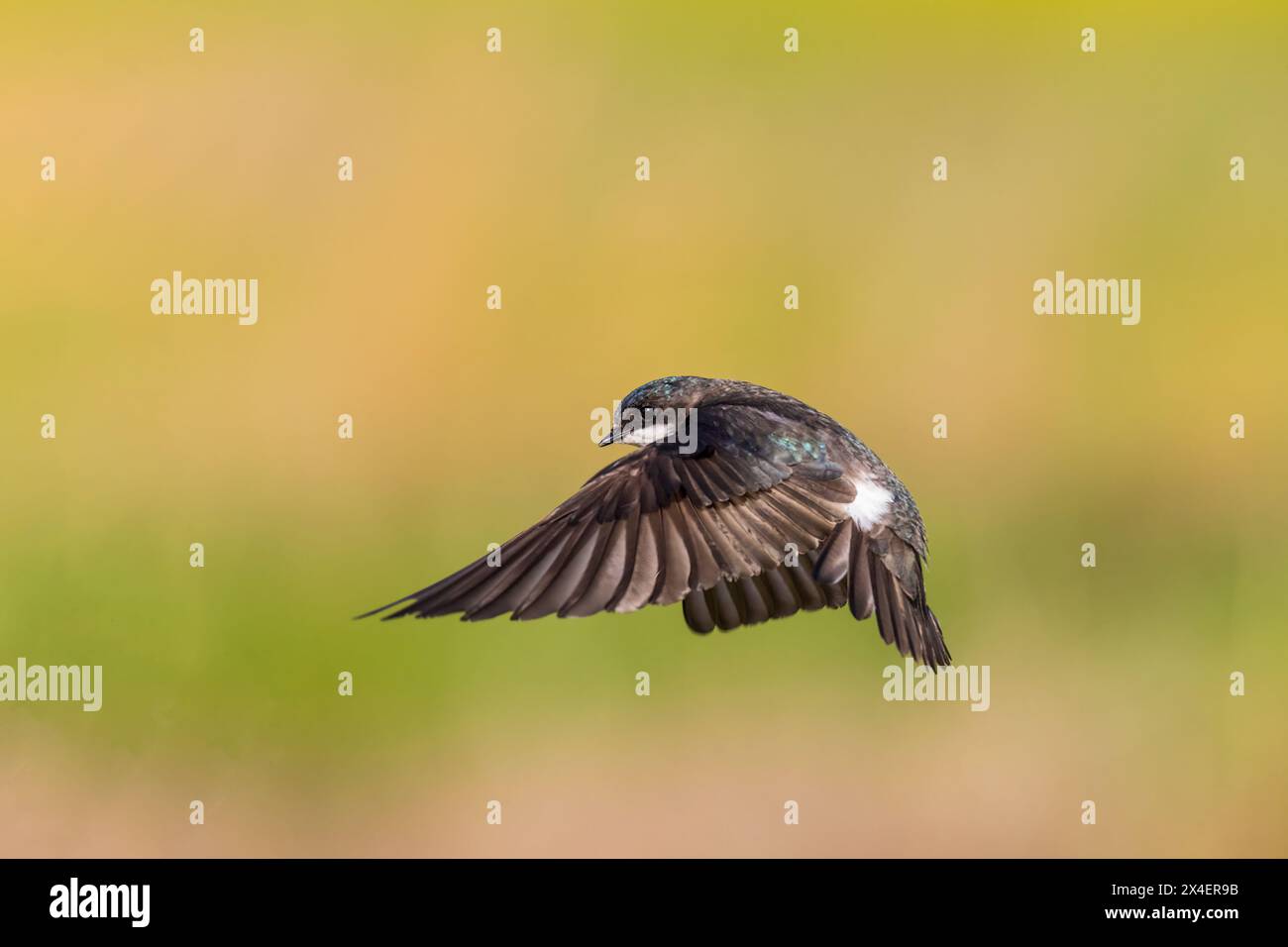 Tree Swallow female in flight, Marion County, Illinois Stock Photo - Alamy