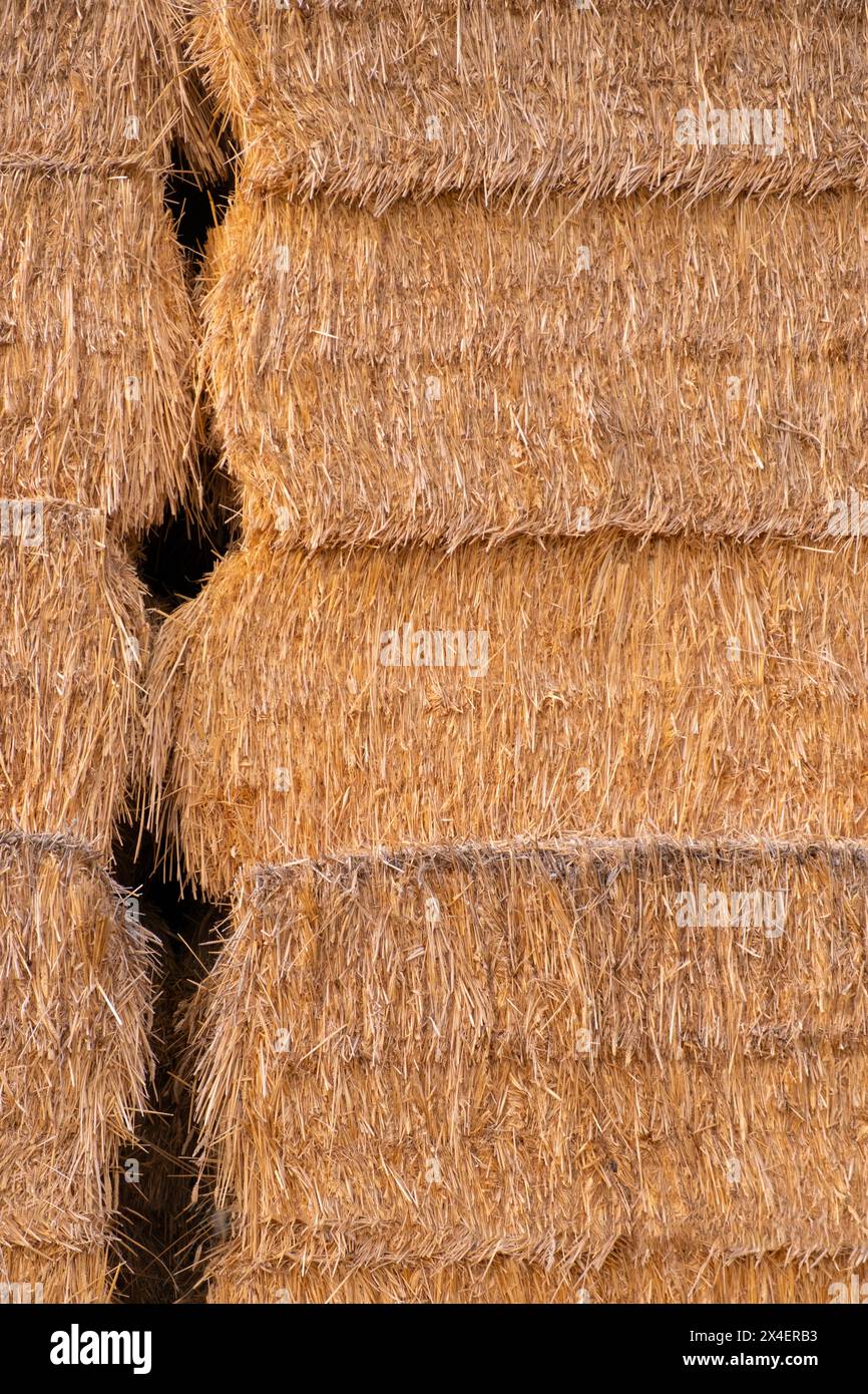 stack of yellow hay straw bales background alfalfa verticle Stock Photo ...