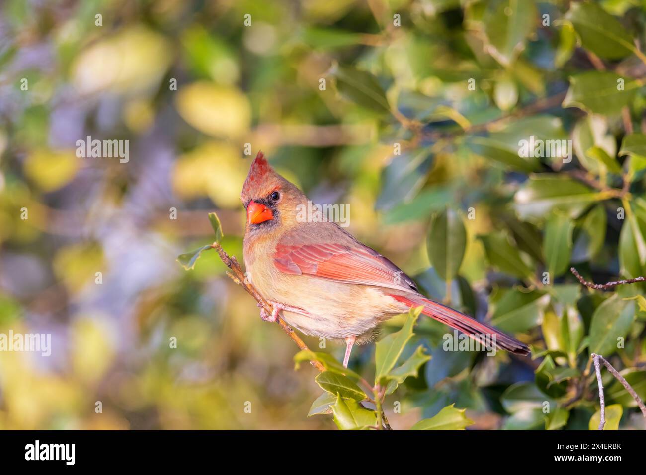 American holly tree hi-res stock photography and images - Alamy