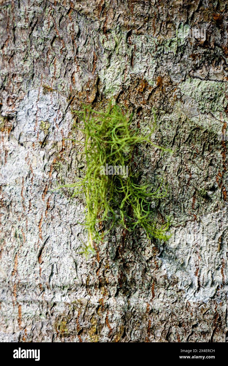 Usnea cornuta (old man's beard, beard lichen, beard moss, tahi angin ...