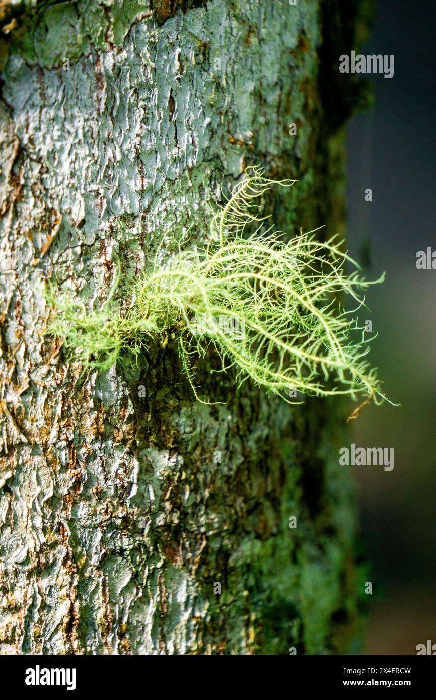 Usnea cornuta (old man's beard, beard lichen, beard moss, tahi angin ...