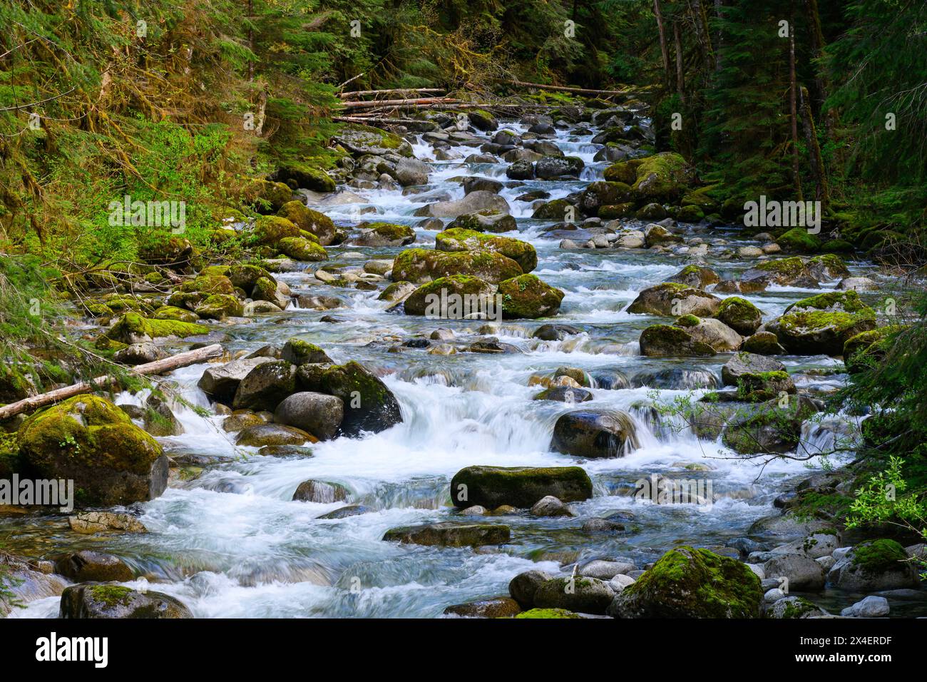 Wild and scenic Trout Creek river flowing over large boulders in Cascade Mountains creating ...
