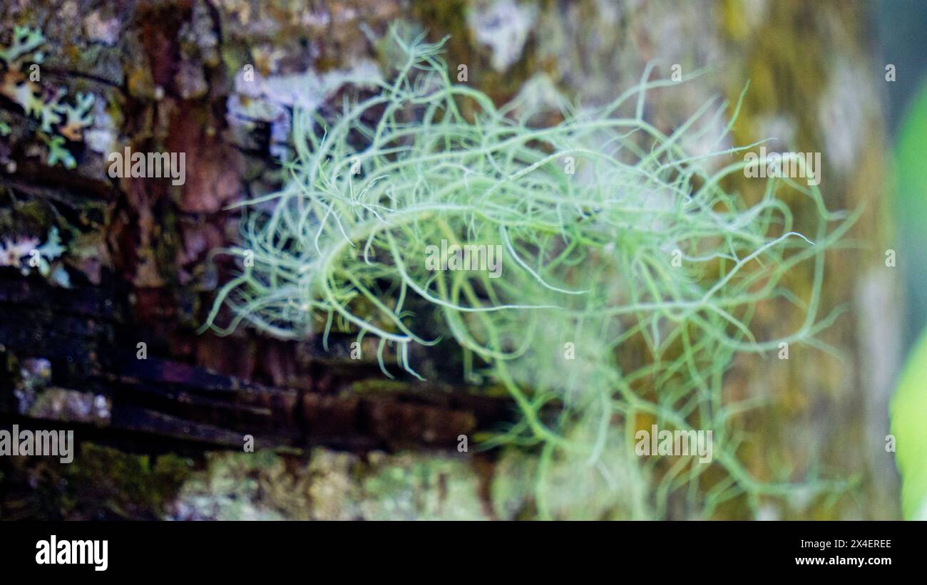 Usnea cornuta (old man's beard, beard lichen, beard moss, tahi angin ...