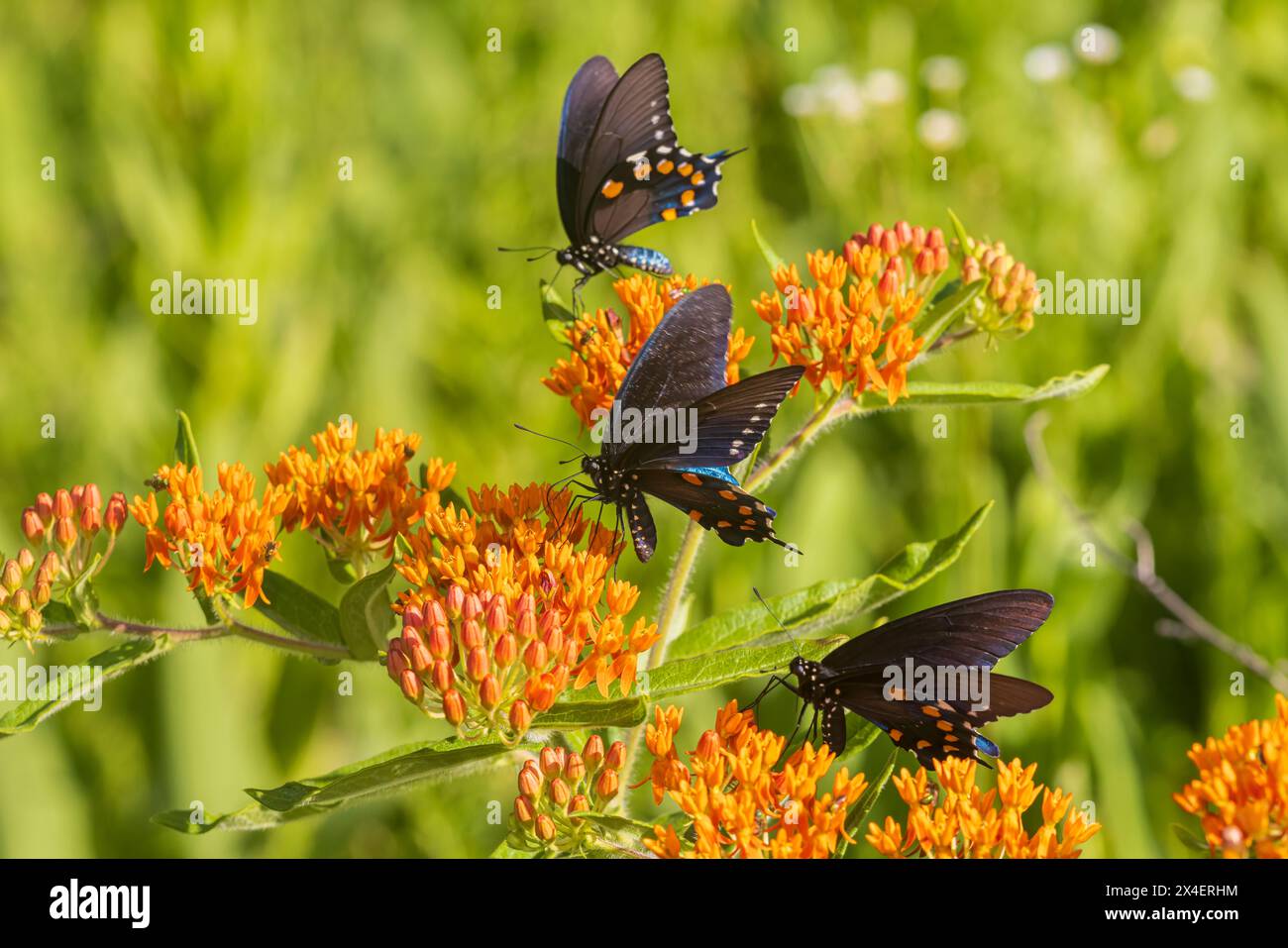 Pipevine Swallowtails on Butterfly Milkweed. Stephen A. Forbes State ...