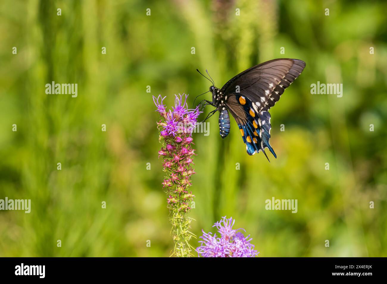 Pipevine Swallowtail on Prairie Blazing Star, Rock Cave National Park ...