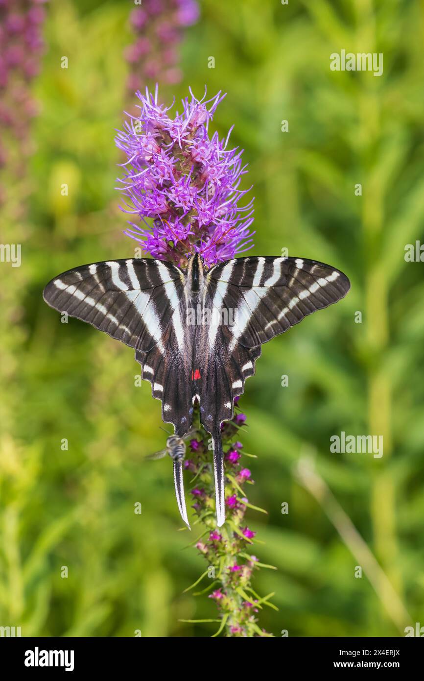 Zebra Swallowtail on Prairie blazing star, Rock Cave Nature Preserve ...