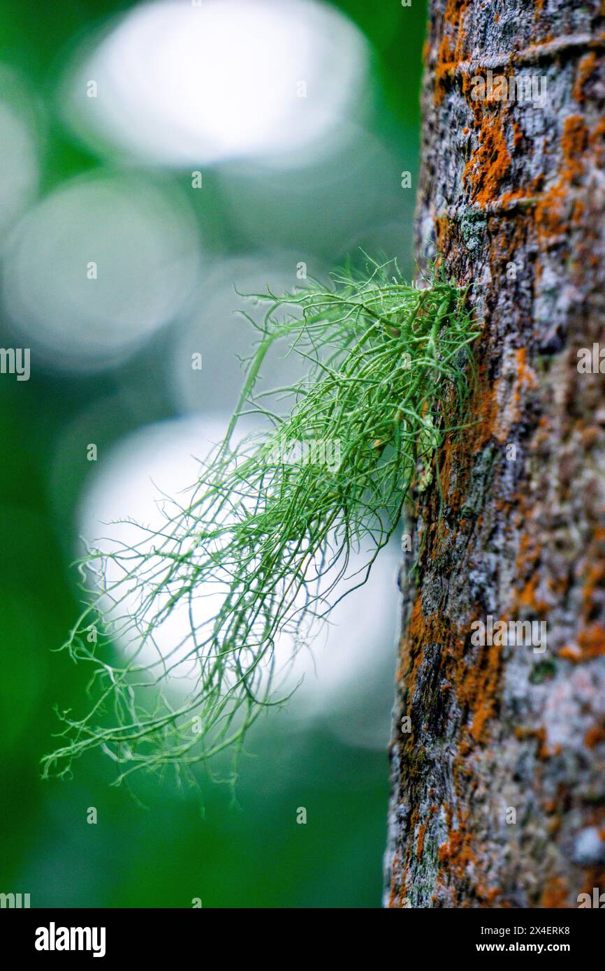 Usnea cornuta (old man's beard, beard lichen, beard moss, tahi angin ...