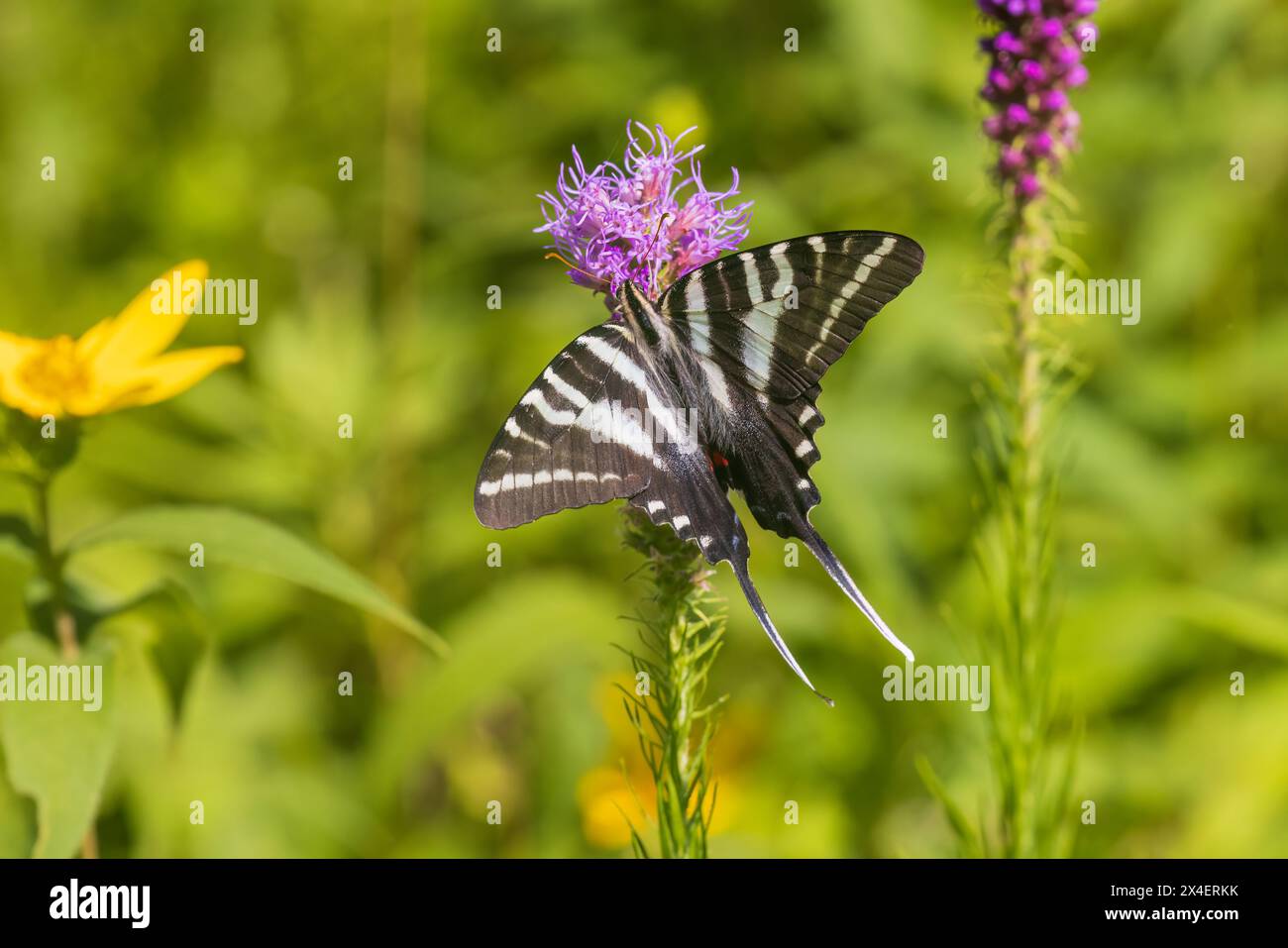 Zebra Swallowtail on Prairie blazing star, Rock Cave Nature Preserve ...