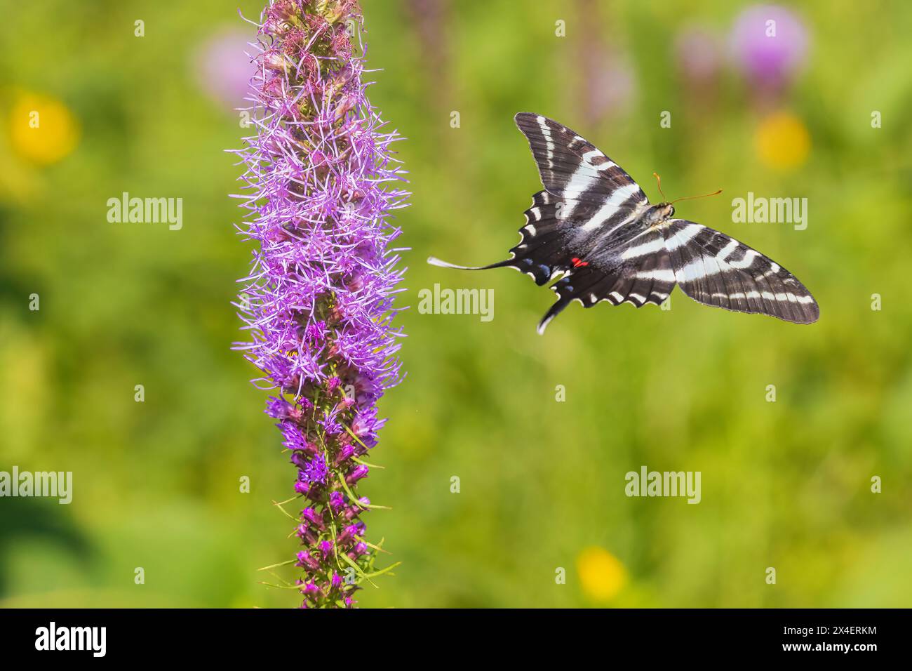 Swallowtail flying hi-res stock photography and images - Alamy