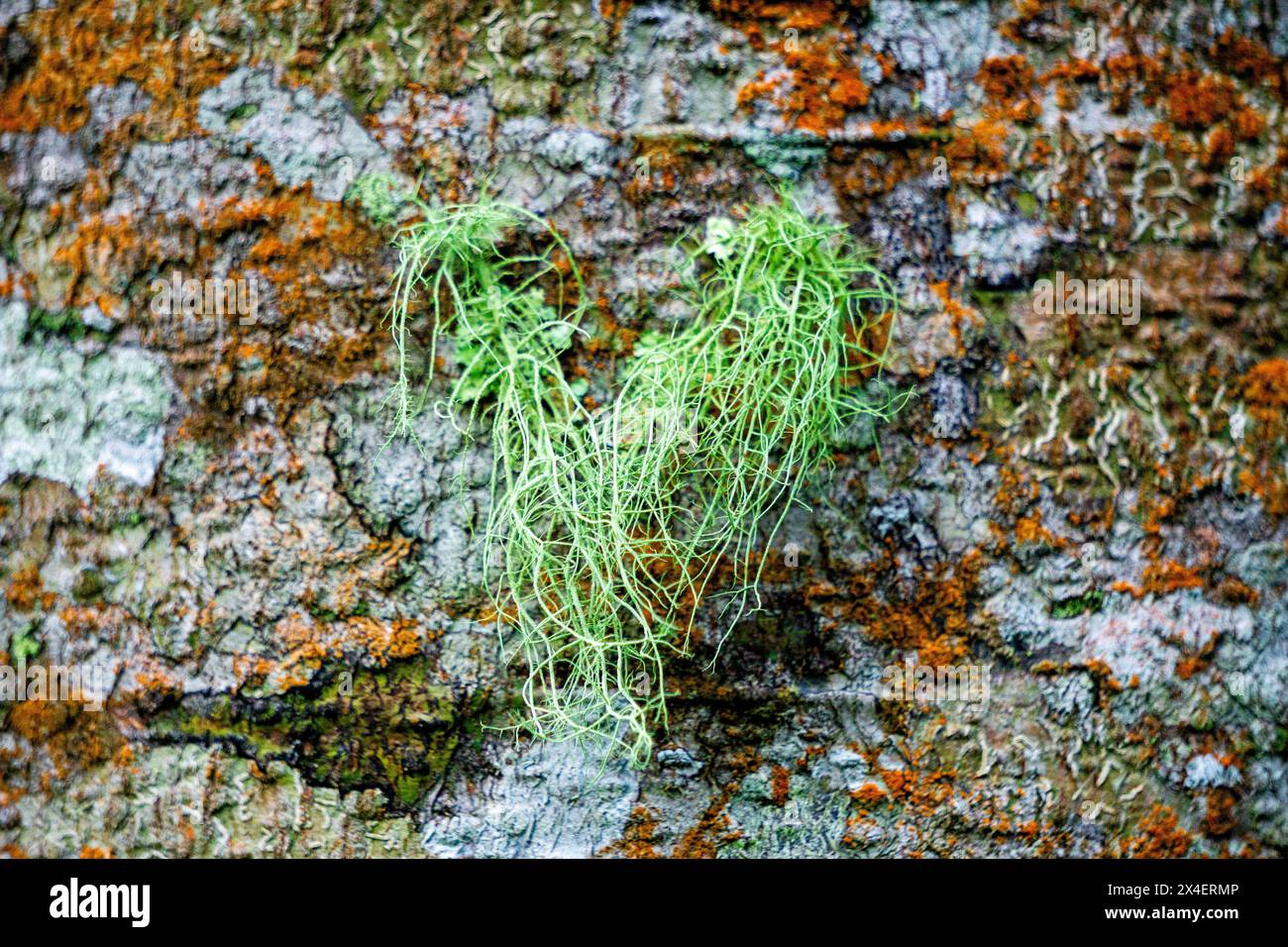 Usnea cornuta (old man's beard, beard lichen, beard moss, tahi angin ...