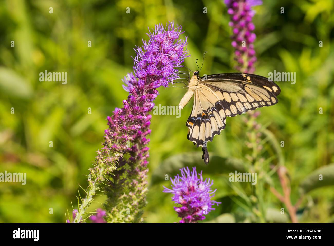 Giant Swallowtail on Prairie blazing star, Rock Cave Nature Preserve ...