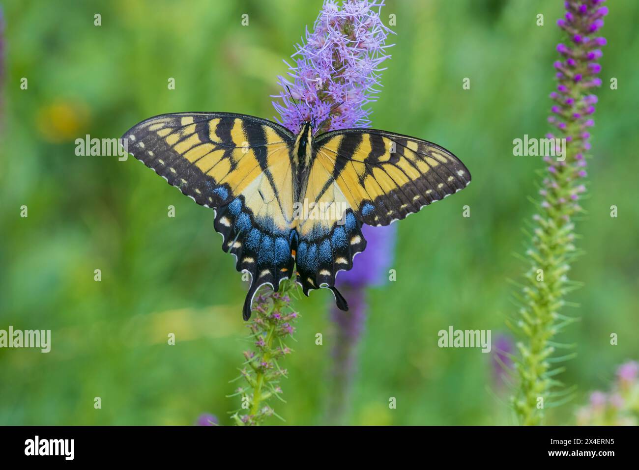Eastern Tiger Swallowtail on Prairie blazing star, Rock Cave Nature ...