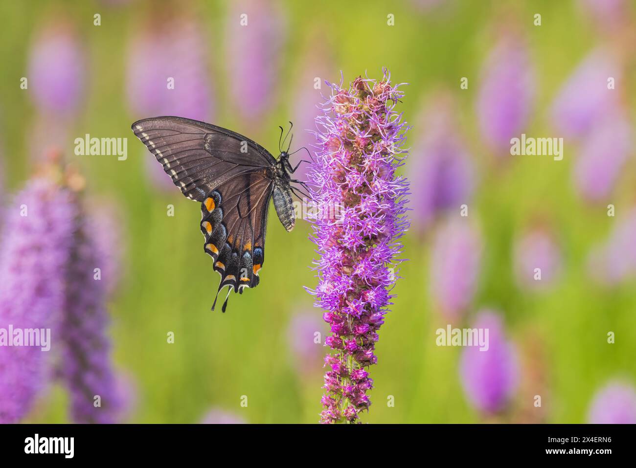 Eastern Tiger Swallowtail female black form on Prairie blazing star ...