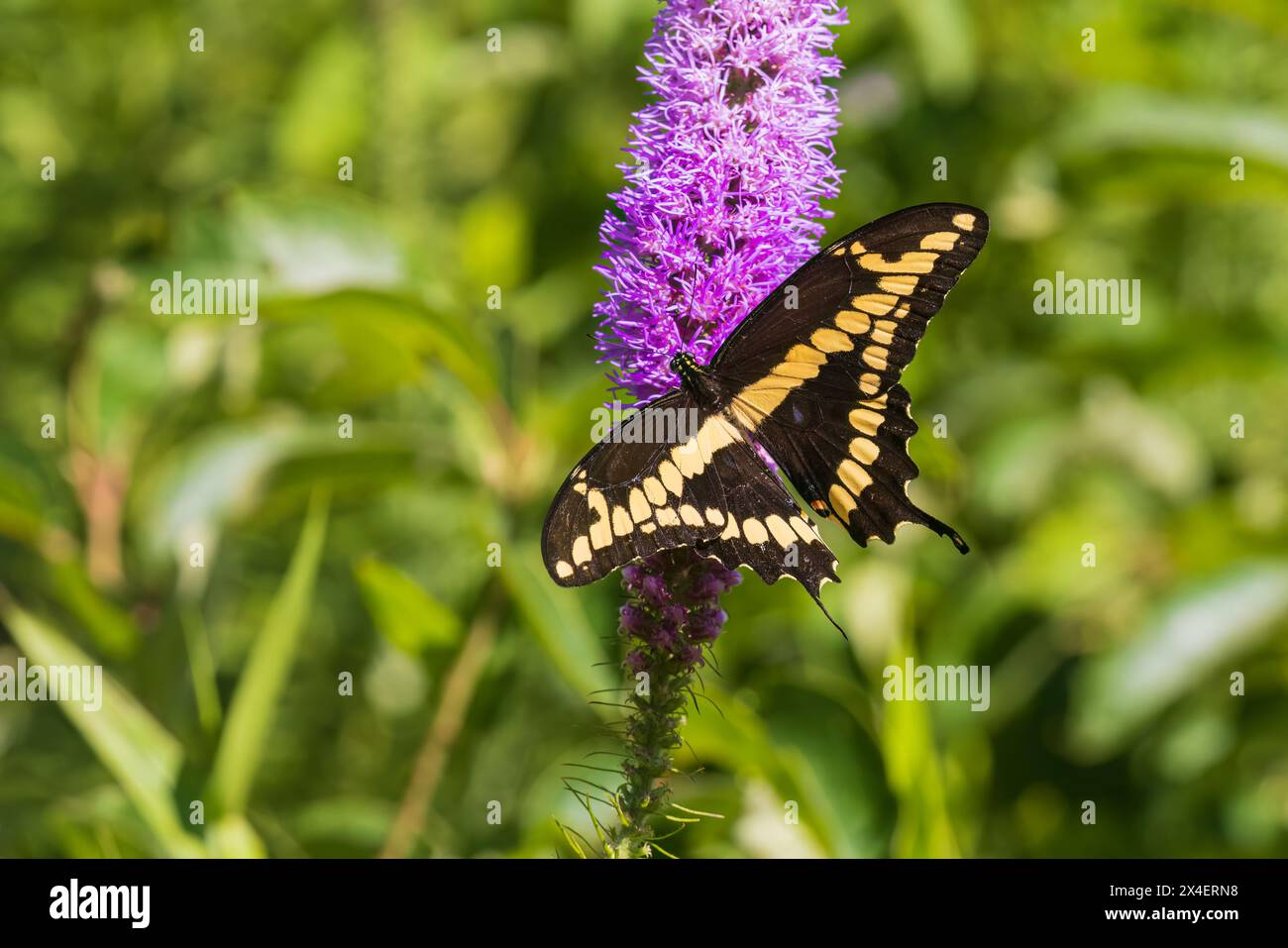 Giant Swallowtail on Prairie blazing star, Rock Cave Nature Preserve ...