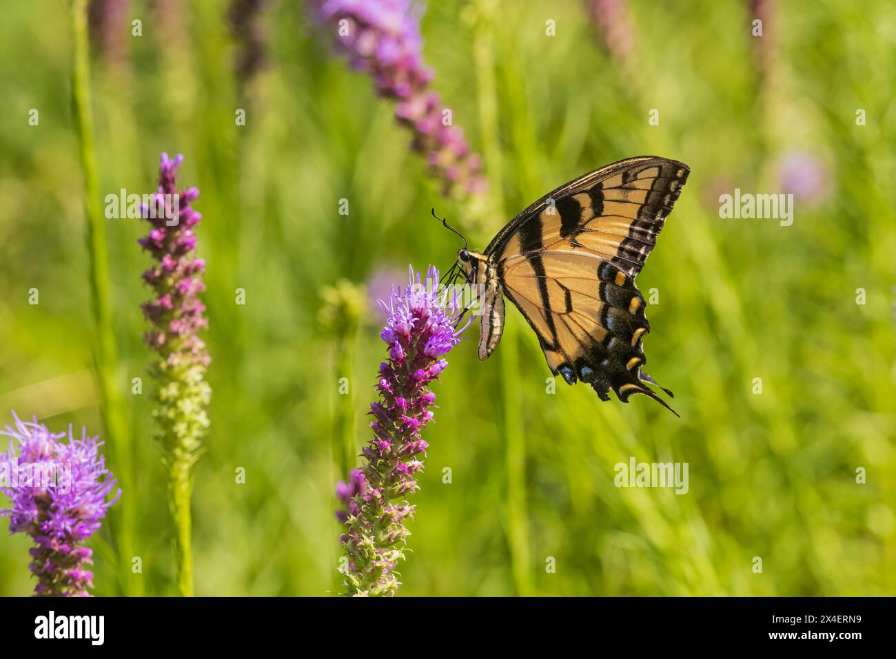 Eastern Tiger Swallowtail on Prairie blazing star, Rock Cave Nature ...