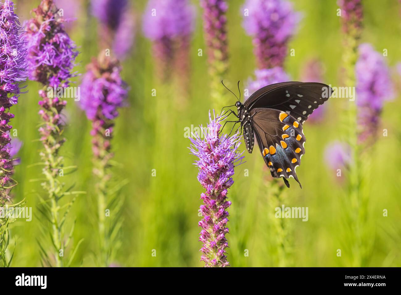 Spicebush Swallowtail on Prairie blazing star, Rock Cave Nature ...