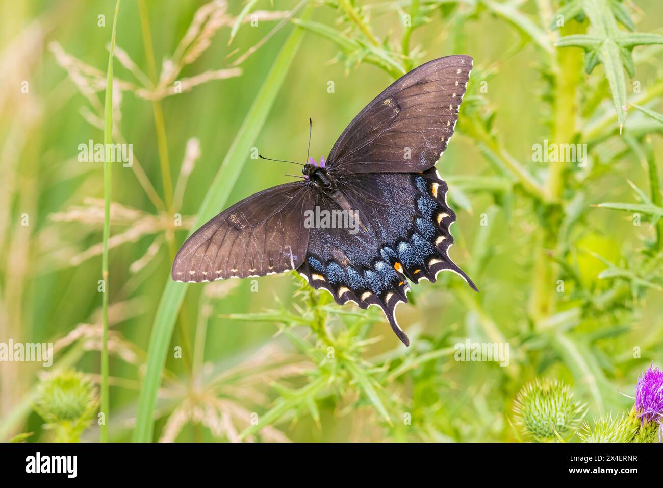 Eastern Tiger Swallowtail female black form on Bull Thistle, Marion ...