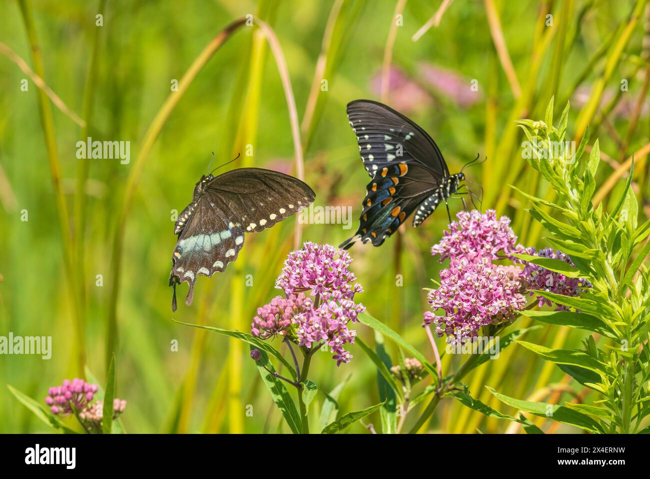 Spicebush Swallowtail male and female courtship on Swamp Milkweed ...