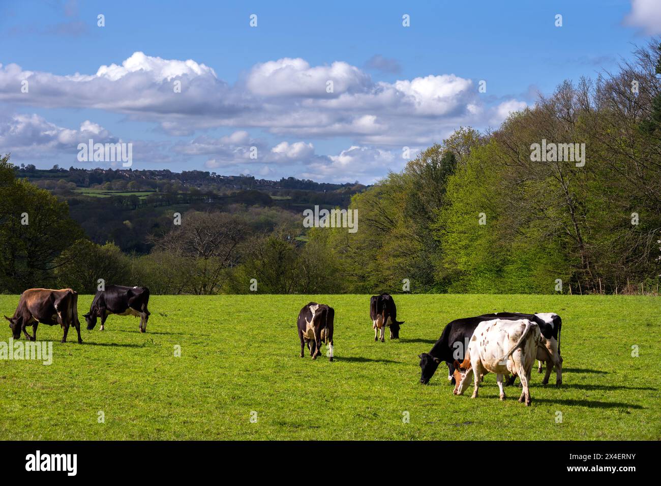 Cattle england spring hi-res stock photography and images - Alamy