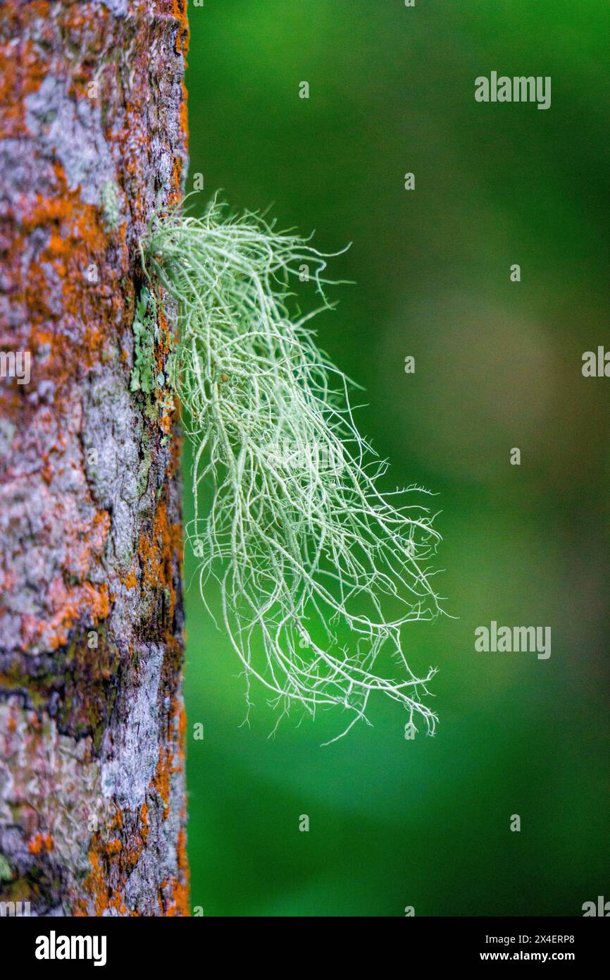 Usnea cornuta (old man's beard, beard lichen, beard moss, tahi angin ...
