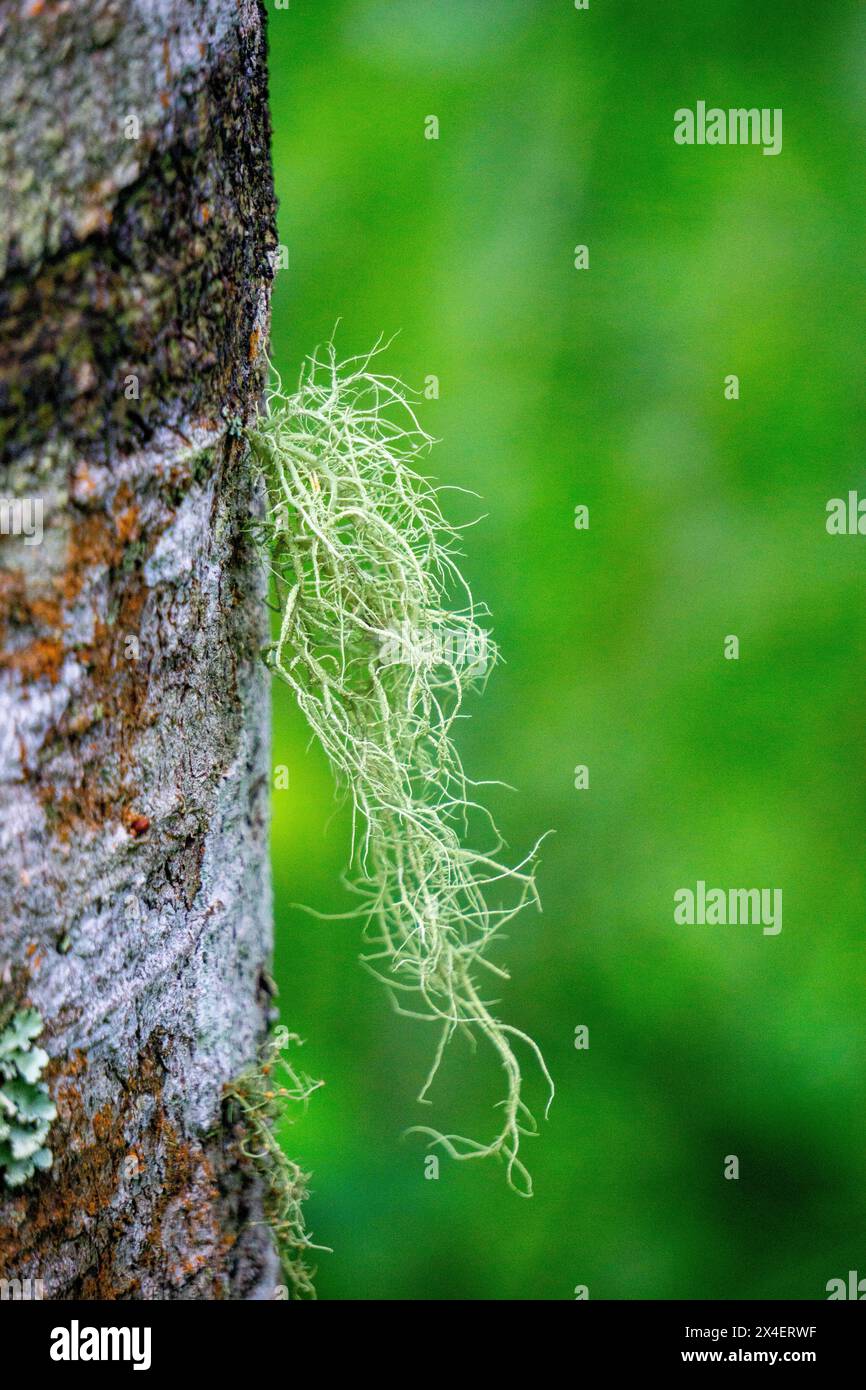 Usnea cornuta (old man's beard, beard lichen, beard moss, tahi angin ...