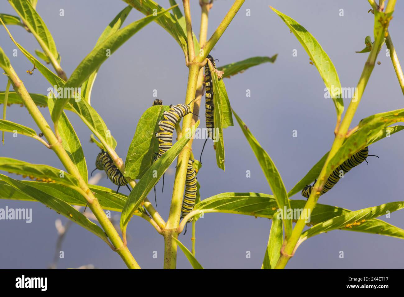Monarch caterpillars feeding on Swamp Milkweed, Marion County, Illinois ...