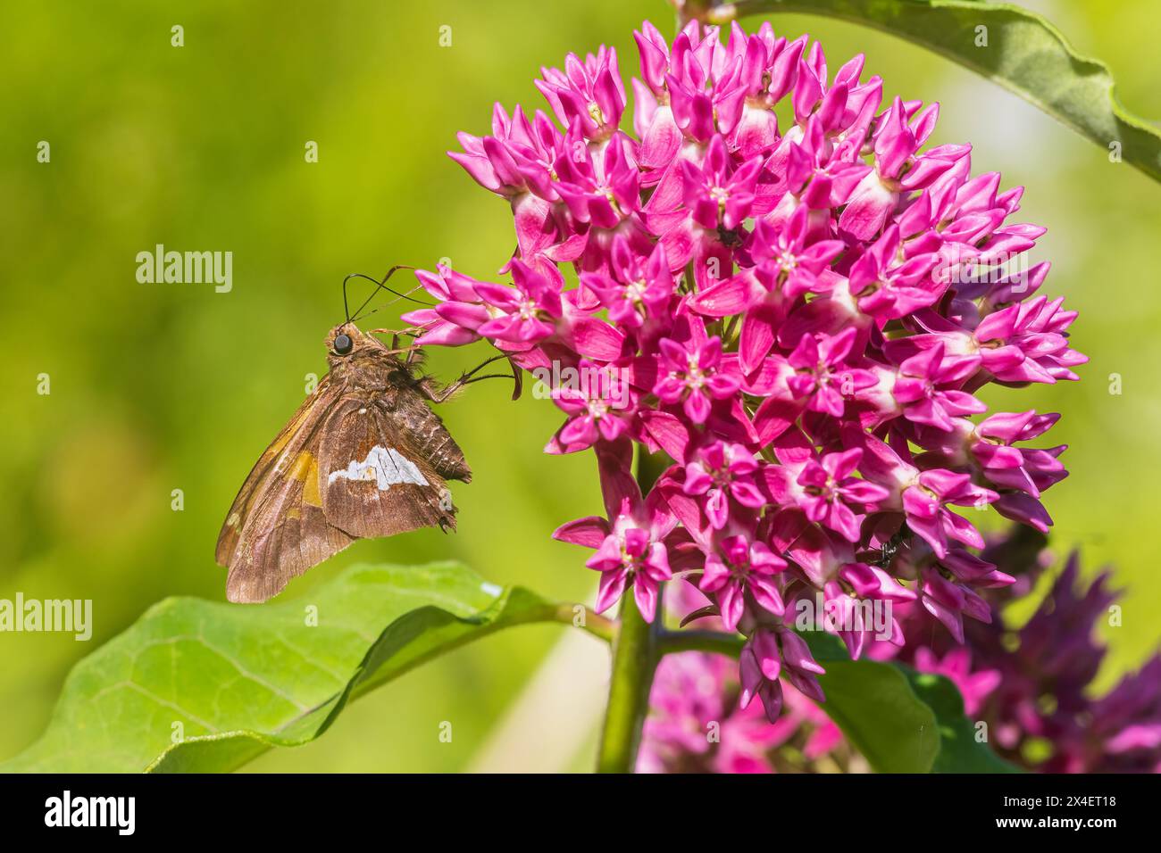 Purple milkweed hi-res stock photography and images - Alamy