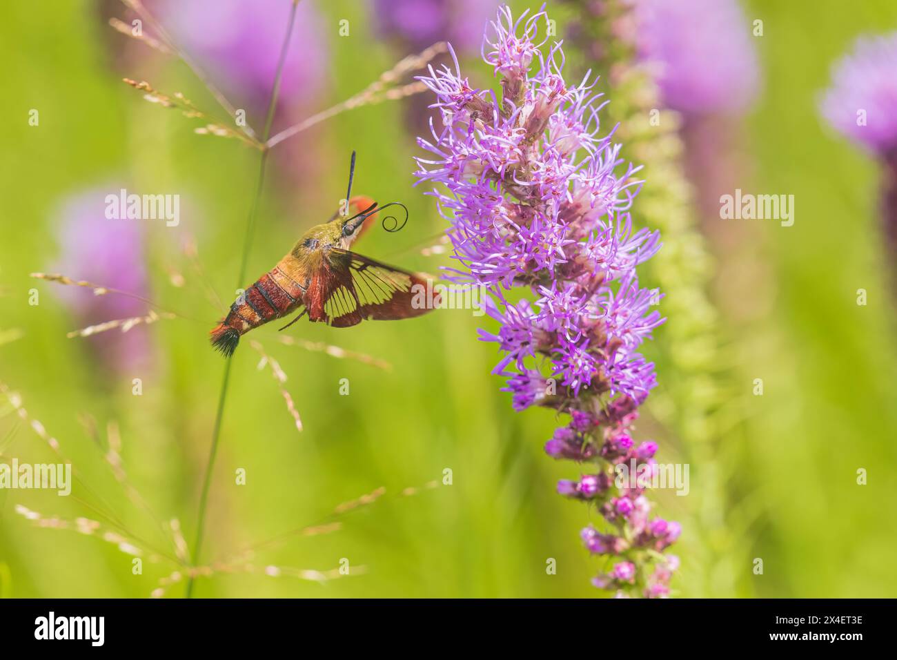 Clearwing hummingbird moth hi-res stock photography and images - Alamy