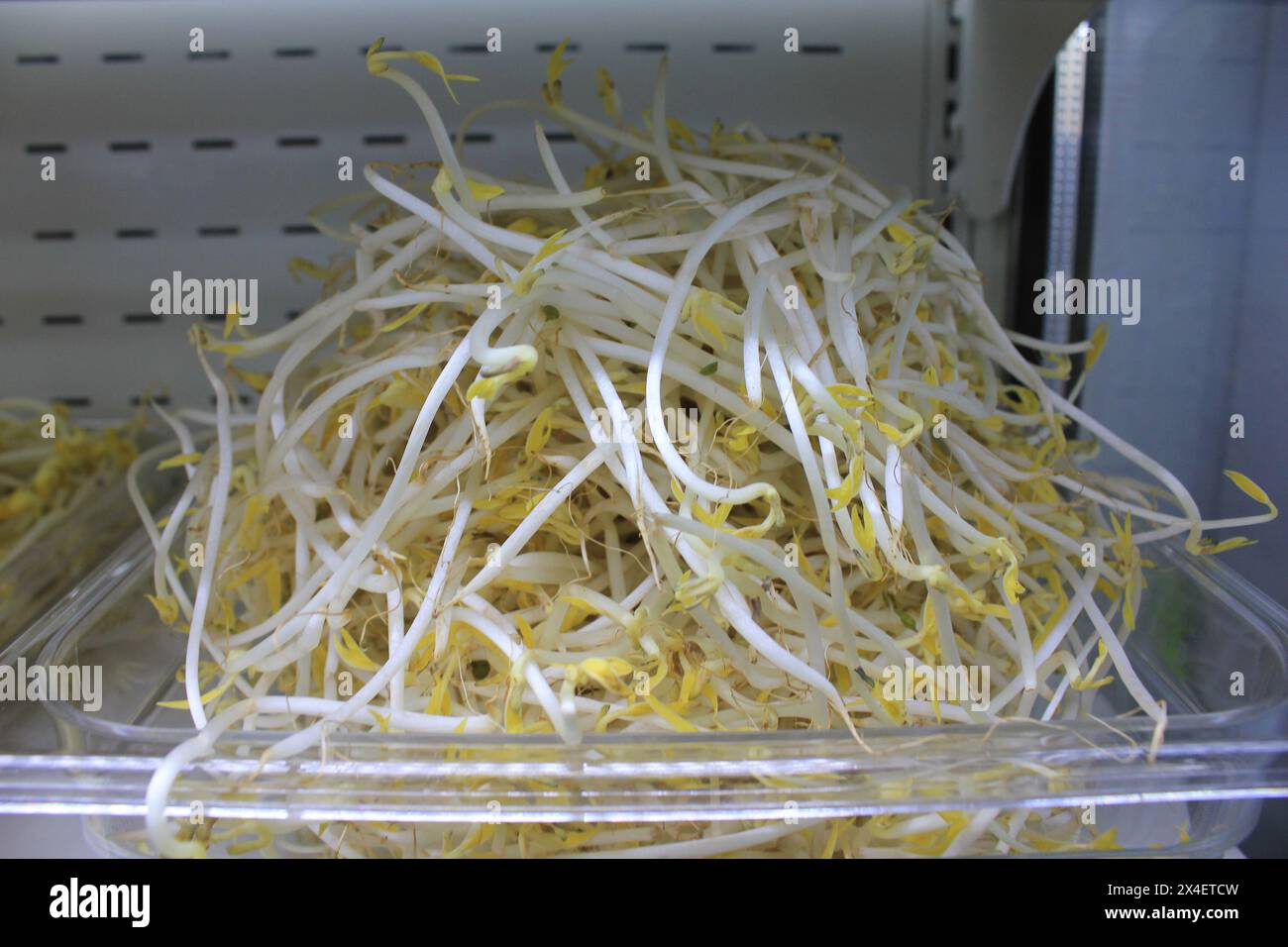 bean sprouts on a plastic container Stock Photo - Alamy