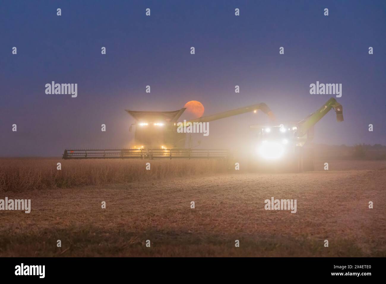 Combine harvesting soybeans and unloading into grain cart as full moon ...